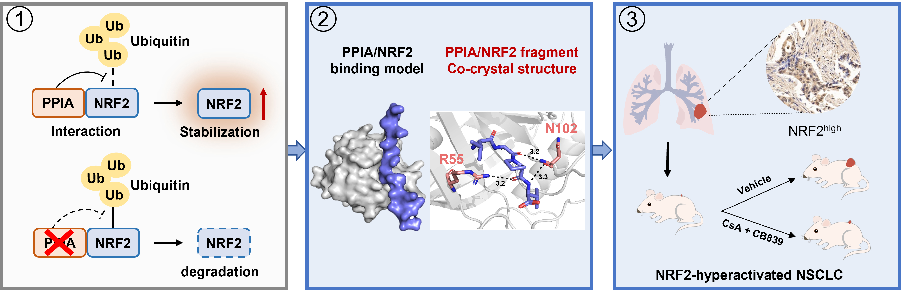 华东理工在肿瘤代谢调控领域研究获新进展-重庆大学科学技术发展研究院